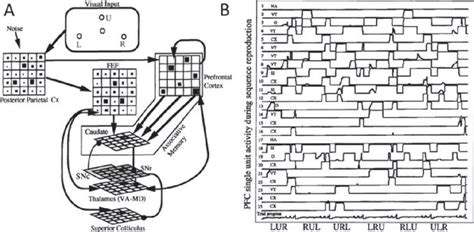 A Corticostriatal Model For Sequence Learning Classic Oculomotor Download Scientific Diagram