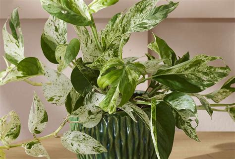 How To Grow And Care For Epipremnum Pinnatum