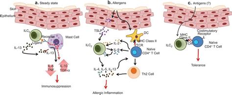 Roles Of Ilc2 In The Skin Under The Steady State And During Download Scientific Diagram