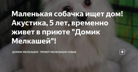Маленькая собачка ищет дом Акустика 5 лет временно живет в приюте Домик Мелкашей Домик
