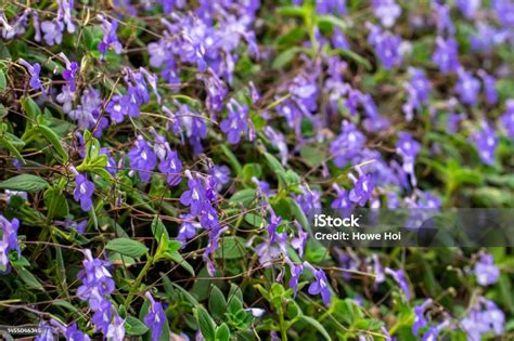 분홍색 별이 빛나는 꽃밭 봄 라일락 보라색 꽃의 매크로 이미지 추상적인 부드러운 꽃 배경 피는 스트렙토 카르 푸스 색소폰 보라색 꽃 케이프 앵초의 일종 스트렙토카르푸스에