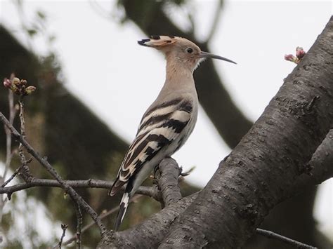 ヤツガシラ 2020 05 03 日本の野鳥識別図鑑