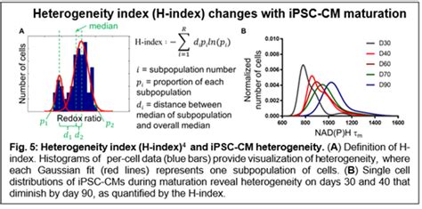Incorporate H Index Into FLIM Tools Issue Skalalab Cell Analysis Tools GitHub