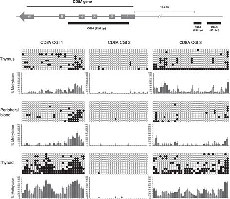Bisulfite Genomic Sequencing To Uncover Variability In Dna Methylation Optimized Protocol