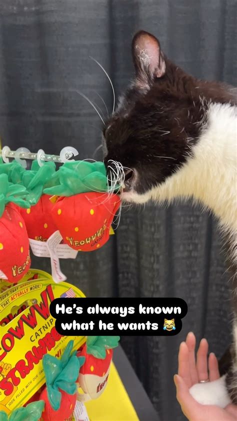 Yeo Catnip Yeocatnip • Instagram Photos And Videos