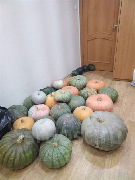Тыква свежая во Владивостоке, в наличии. Цена: 60₽