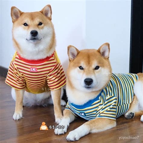 快速出貨 狗狗衣服條紋春秋夏天季柴犬泰迪比熊博美小型犬小狗寵物衣服透氣 寵物衣服 貓咪衣服 小型犬狗衣服 寵物用品 蝦皮購物