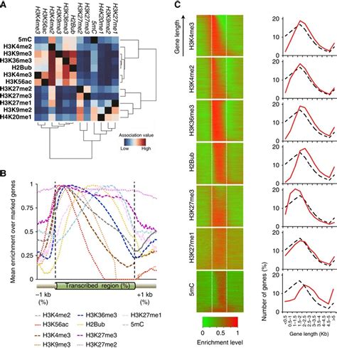 Distribution Of Chromatin Marks Over Genes A Pairwise Association Download Scientific