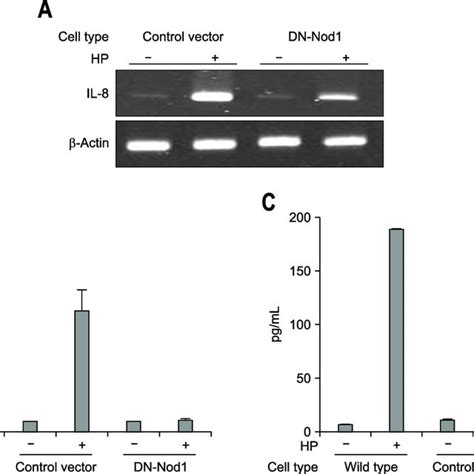 Expression Of Nucleotide Binding Oligomerization Domain 1 Nod1 And Download Scientific