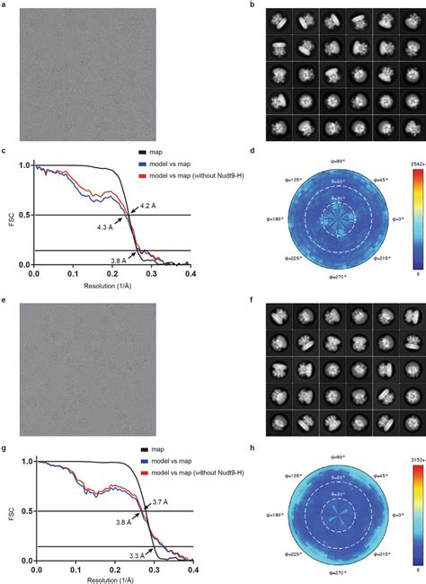 Cryo Electron Microscopy Analysis Of Full Length Drtrpm2 In The Download Scientific Diagram