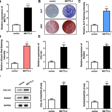 Clinical Expression Of Foxo1 And Expression In Pdlscs During Osteogenic Download Scientific