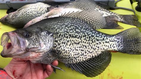 Catch And Cook Whole Grilled Fish Spring Crappie Youtube