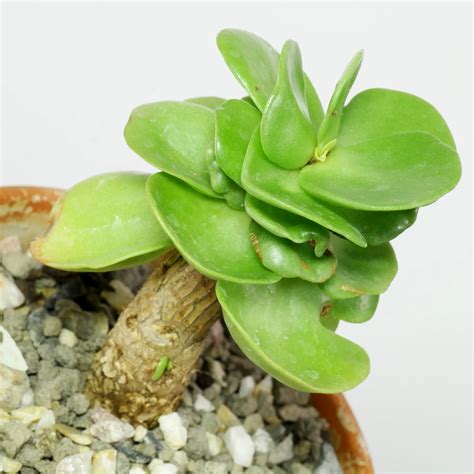 Portulaca Molokiniensis