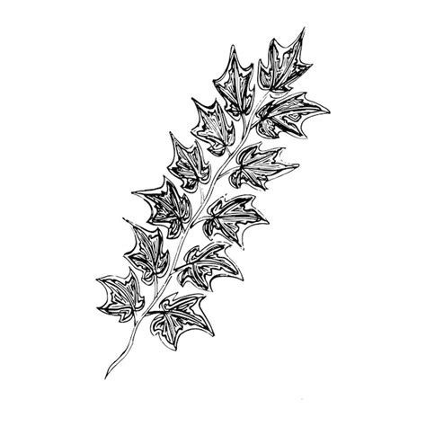 Premium Vector Outline Branches With Leaves Contour Thin Leaf Botanical Set Of Hand Drawning