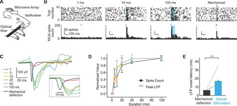 Figures And Data In Peripheral Optogenetic Stimulation Induces Whisker Movement And Sensory