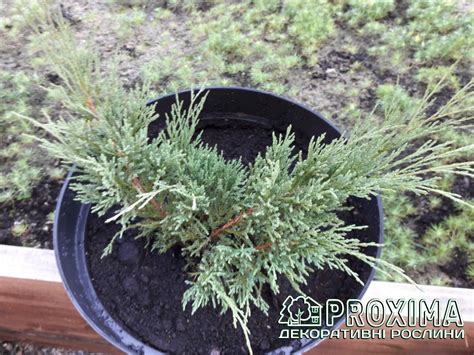 Ялівець козацький Глаука, Juniperus sabina Glauca ціна, купити Київ ...