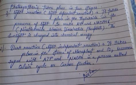 Two Stages Of Photosynthesis