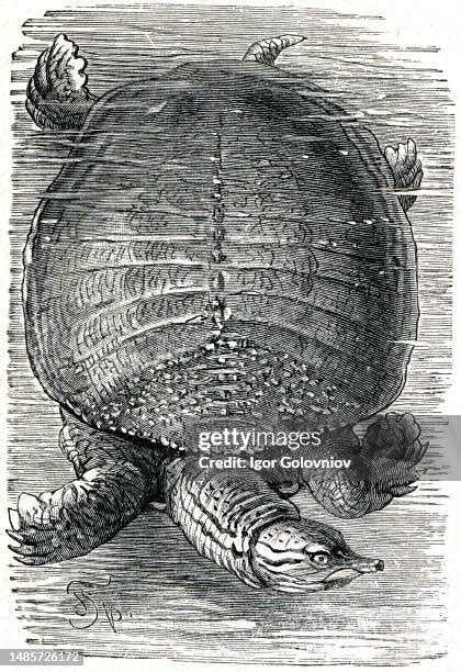 Russian Turtle Photos And Premium High Res Pictures Getty Images