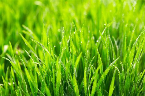 20 Facts About Grass Explore The Green Carpet Of Nature Facts Net