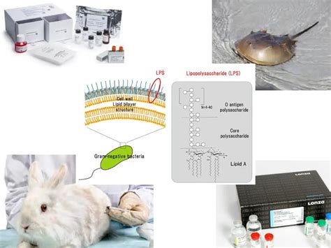 Pyrogen And Bacterial Endotoxin Testing Methods • Microbe Online