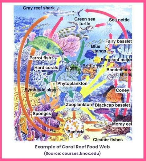 Coral Reef Food Web Coral Reef Biome Coral Reef Ecosystem Hard Coral Sea Coral Biomes
