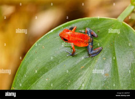 Red And Blue Blue Jeans Poison Dart Frog Strawberry Poison Dart Frog