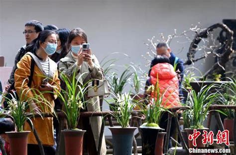成都杜甫草堂兰花展吸引民众观展 安源 展区 大运