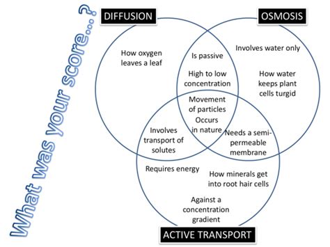 Osmosis And Diffusion Venn Diagram Diffusion And Osmosis Osmosis Active Transport
