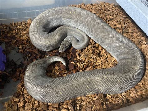 Siren Huffman Ball Python By Lizard Wizzard