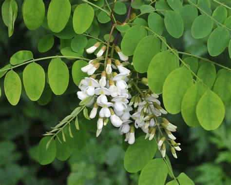 Black Locust Robinia Pseudoacacia Great Plains Nursery