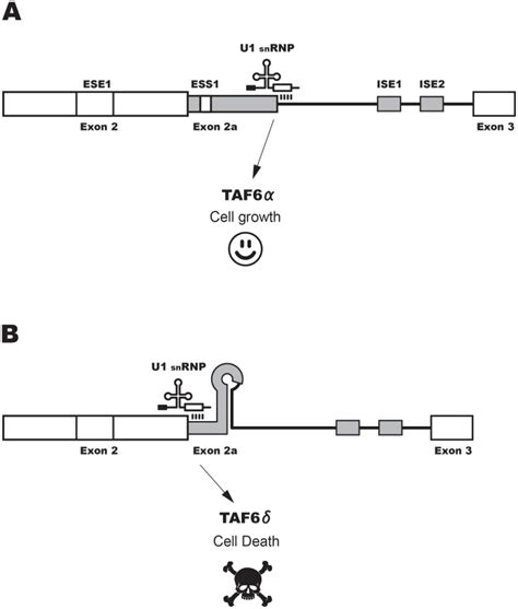 A The Taf6 Minigene Construct Is Schematically Shown With Putative