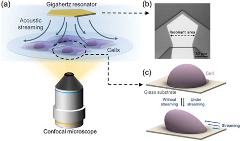 Controllable Cell Deformation Platform A Schematic Of The