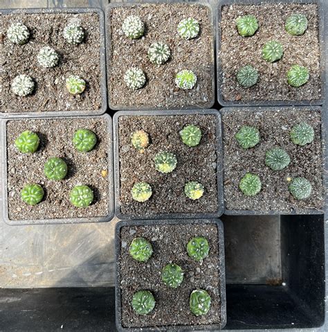 墨栽 仙人掌園 Mo Zai Cactaceae Park ⭐️特選兜苗 篇 2025 3 15 20 00下架