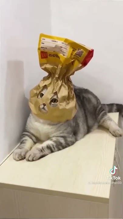 Подборка смешных животных из тик тока Забавные и милые Shorts Youtube