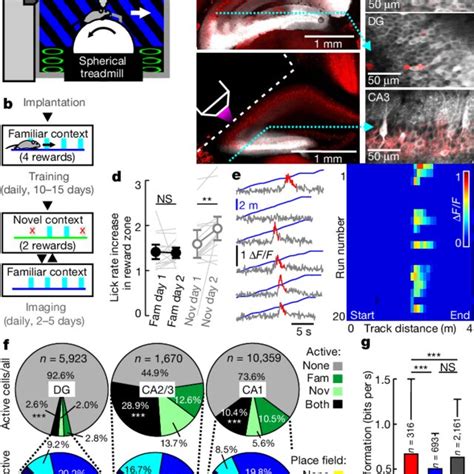 Two Photon Calcium Imaging Of Hippocampal Place Cell Activity In A