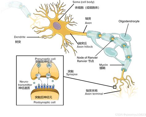 生物神经元是怎么传递信息的 生物神经元传递信息的方式 csdn博客