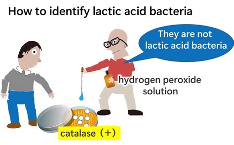 Using The Catalase Test To Identify Lactic Acid Bacteria Among Gram