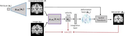 Figure 2 From Learning Conditional Deformable Templates With