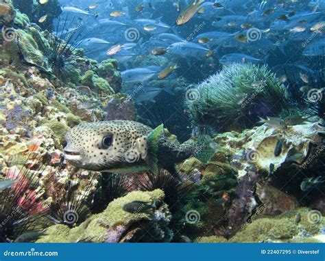 Black Spotted Porcupinefish Diodon Hystrix Stock Image Image Of