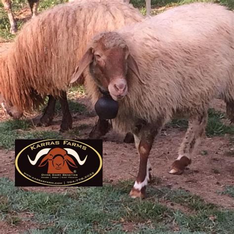 New And Improved Awassi Dairy Sheep