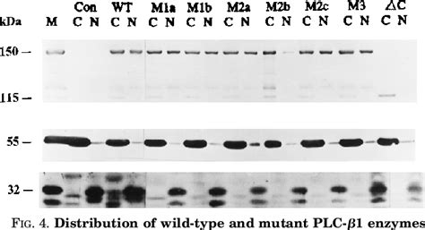 Figure 4 From The Role Of Carboxyl Terminal Basic Amino Acids In Gqα Dependent Activation