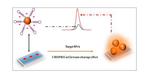Electrochemiluminescence Biosensor For Human Papillomavirus Dna Based