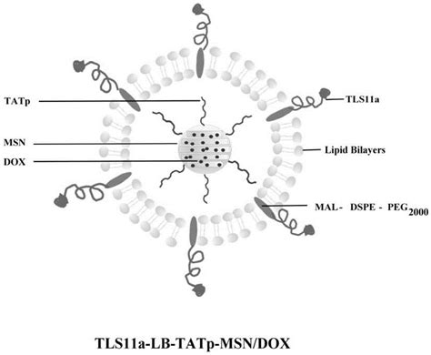 Tumor Cell Membrane Nuclear Membrane Double Targeting Tumor Nano Drug Slow Release System And