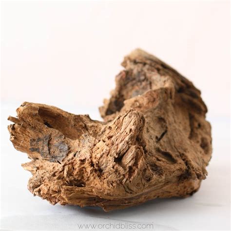 The Complete Guide To Mounted Orchids Orchid Bliss