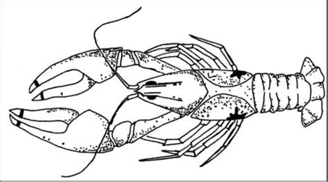 Crayfish Sketch At PaintingValley Explore Collection Of Crayfish Sketch