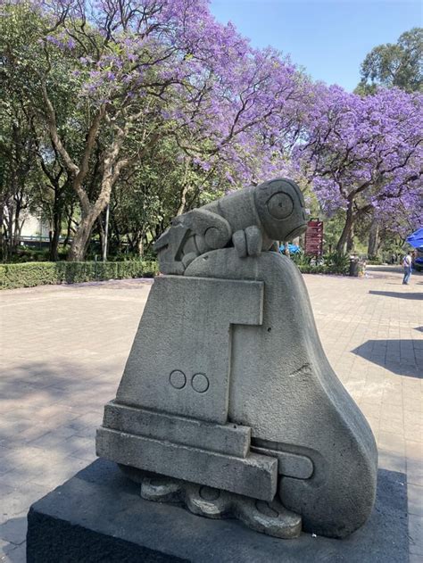 Jacarandas En Flor R Mexico