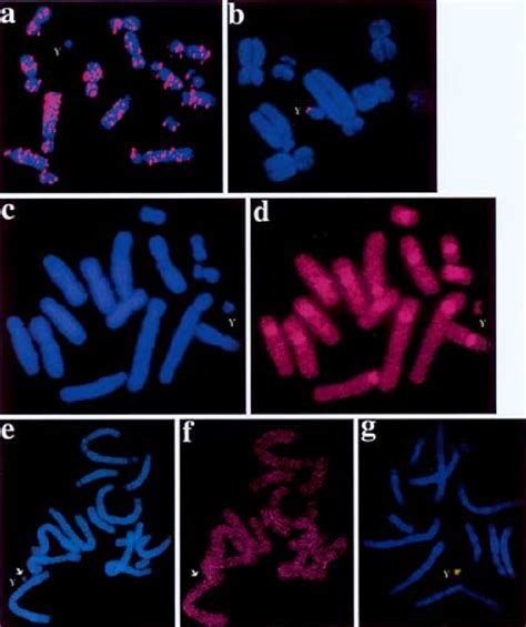 Figure 1 From The Minimal Mammalian Y Chromosome The Marsupial Y As A Model System Semantic