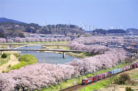 宮城県 白石川堤一目千本桜と東北本線 163410968 の写真素材 アフロ
