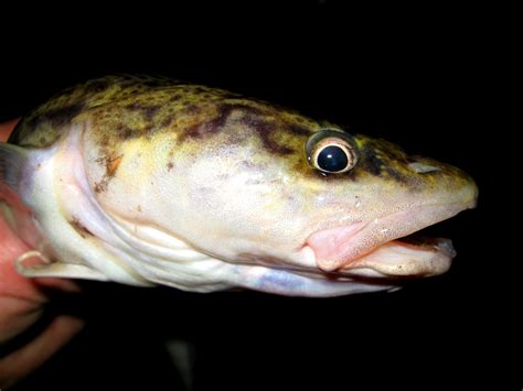 Зимняя ловля налима - Рыбалка. Информационный портал «LANDFISH»