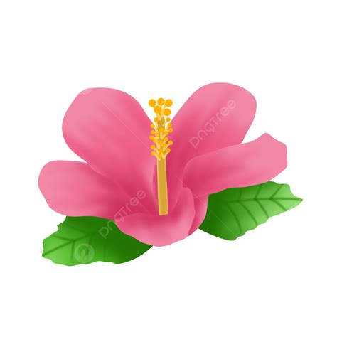 히비스커스 무궁화 꽃 말레이시아 히비스커스 Png 일러스트 및 Psd 이미지 무료 다운로드 Pngtree
